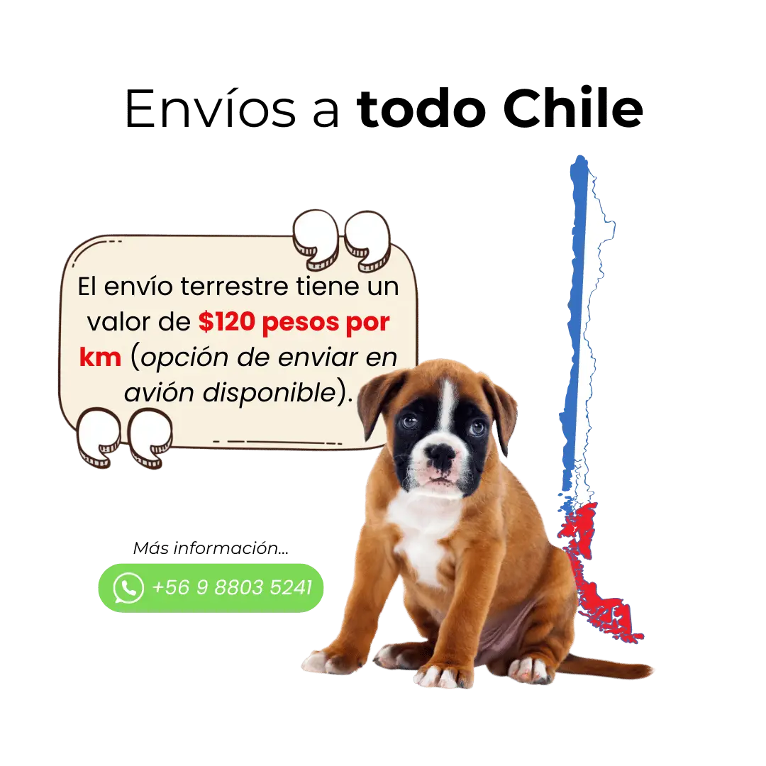 Contacto - Cachorros Boxer Chile